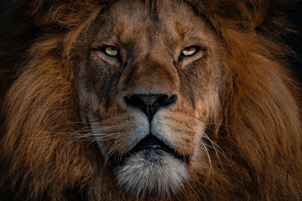 Der Esel – 9 faszinierende Fakten über Esel