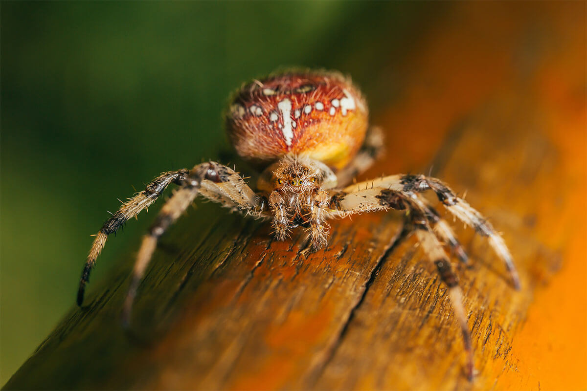 Die Spinne – 12 faszinierende Fakten über Spinnen | PETA