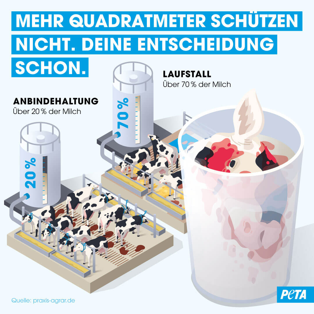 Kuhmilch: Die wichtigsten Infos zu Tierleid, Gesundheit & Umwelt