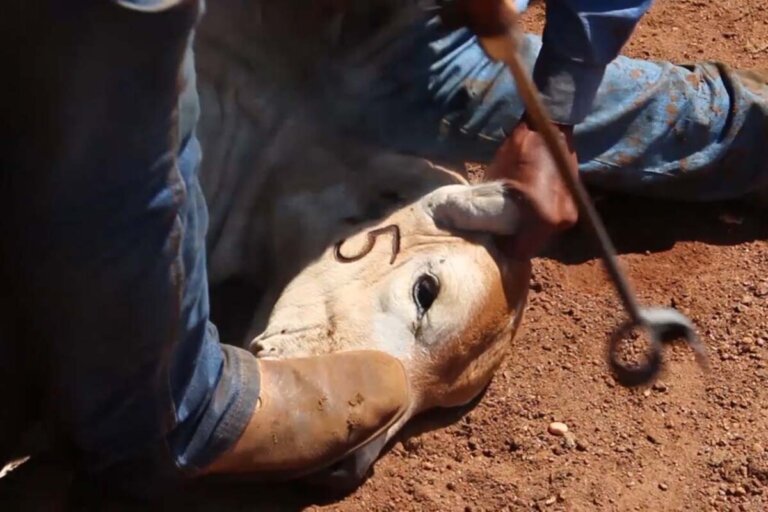 Leder: Was ist Leder überhaupt? Alle Infos zu Tierleid & Co. | PETA