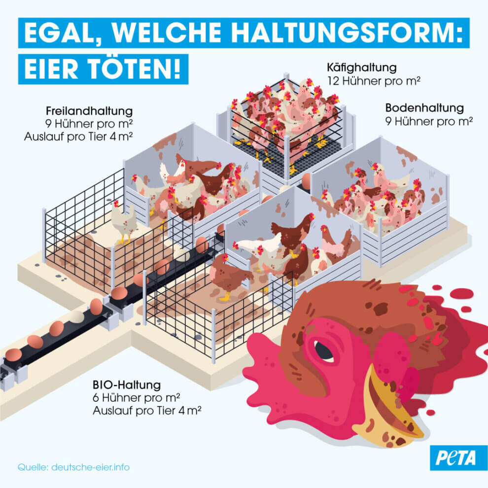 Faszinierend Wie Viel Quadratmeter Braucht Ein Huhn Bild