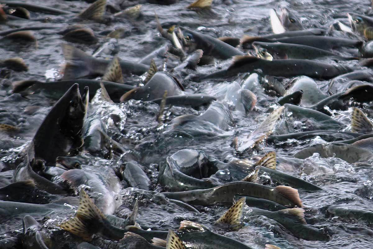 Lachszucht: Alle Informationen über Tierleid, Gesundheit und Co.