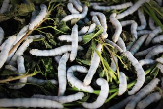 Tierquälerei für Seide: Raupen im Kokon lebendig gekocht