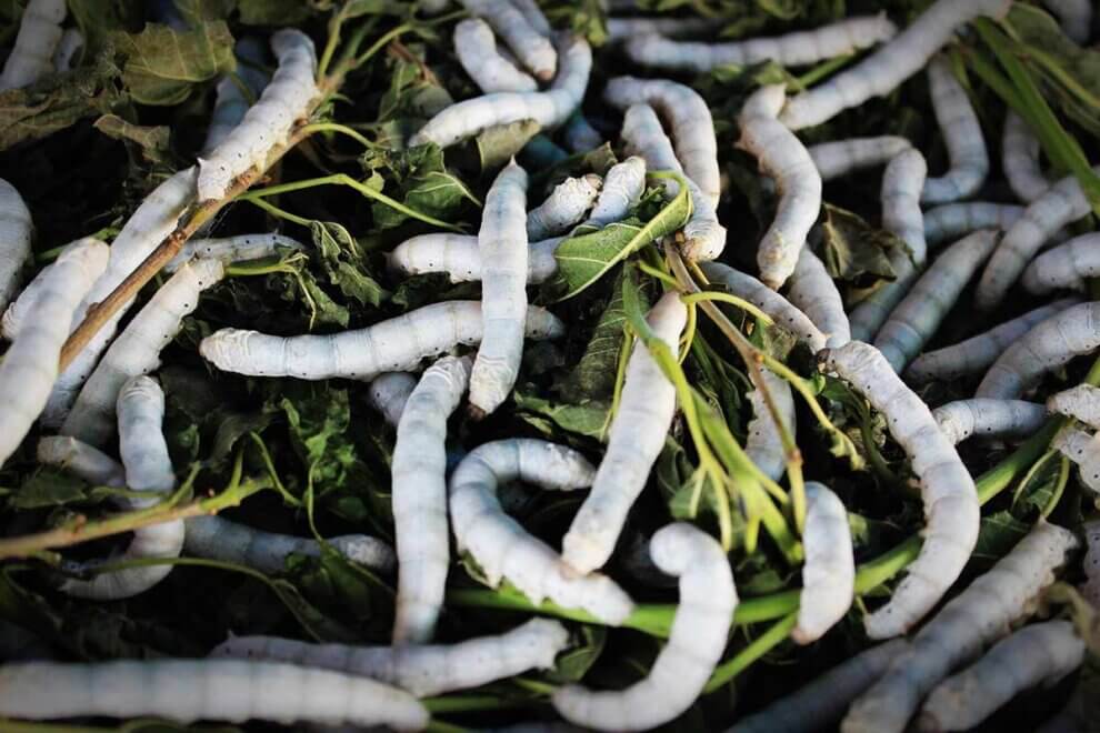 Tierquälerei für Seide: Raupen im Kokon lebendig gekocht