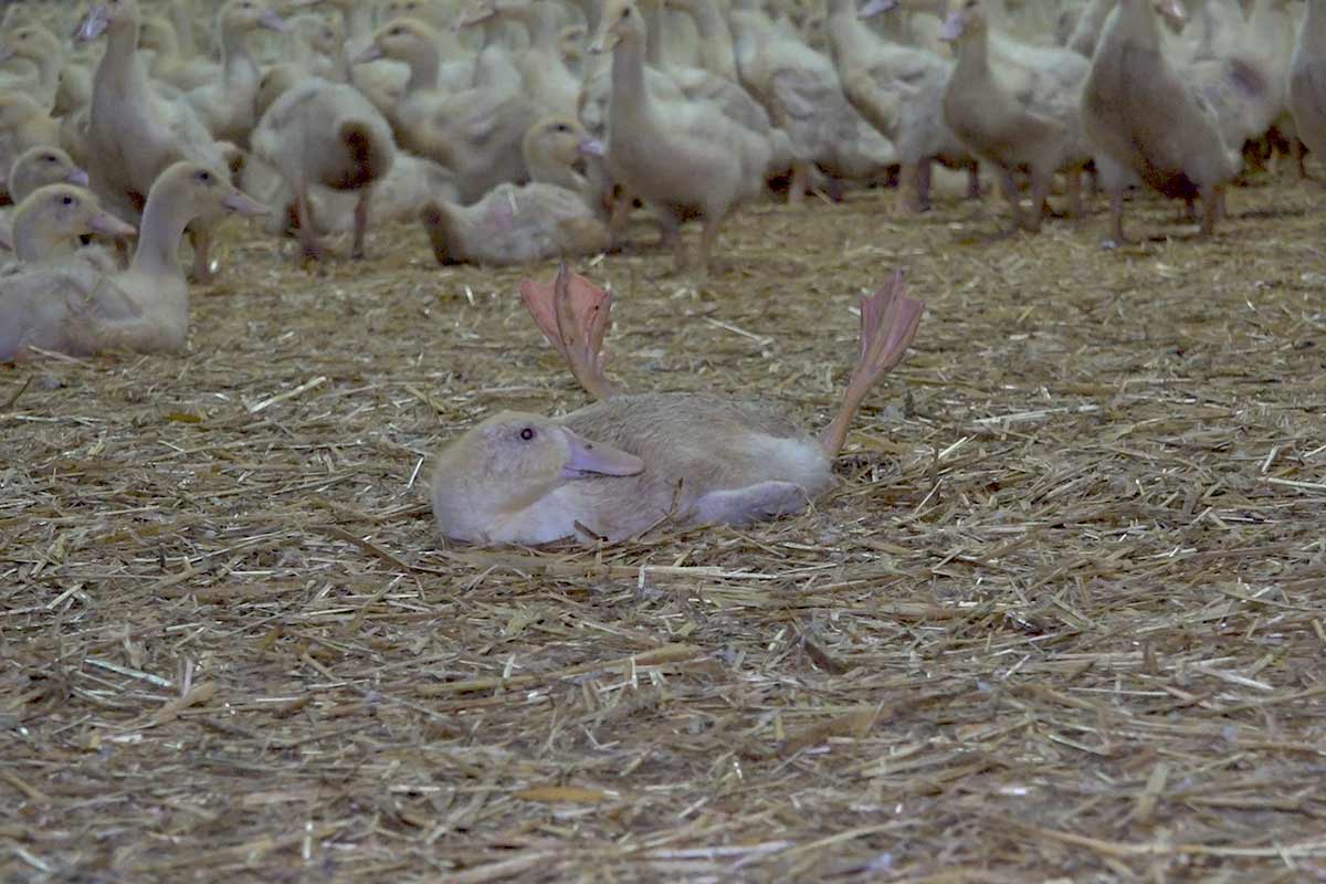 Enteneier: Warum niemand die Eier von Enten essen sollte