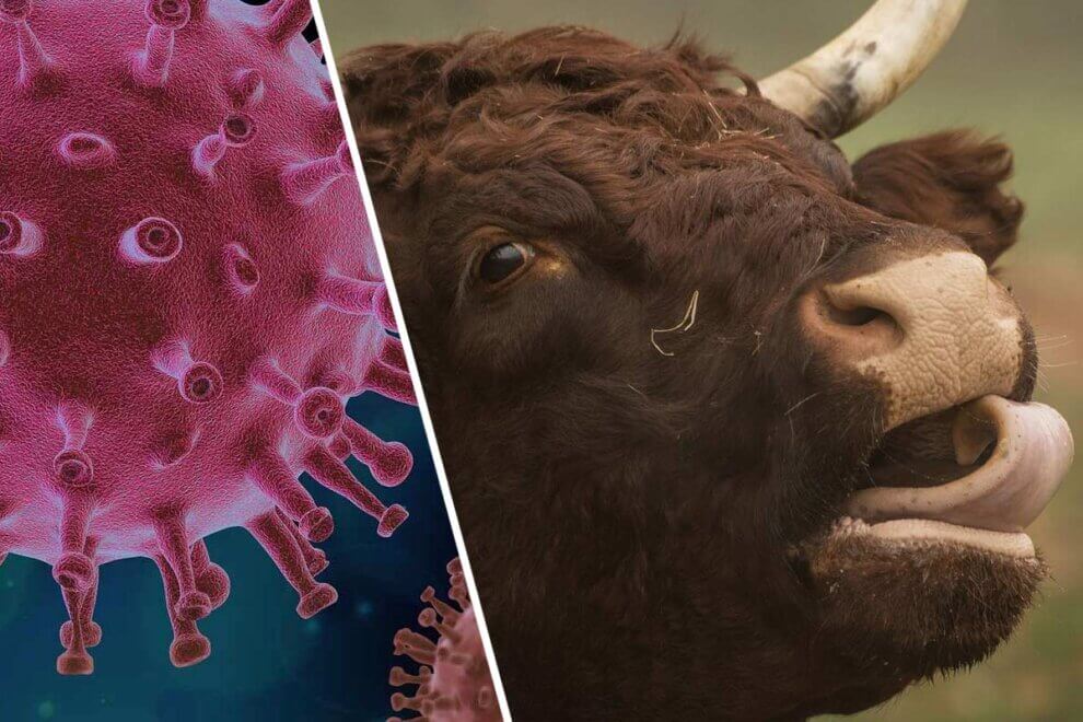 Die 7 besten Gründe, warum Sie kein Fleisch essen sollten