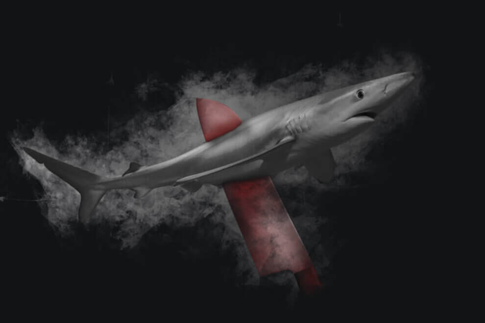 Film „Cow“: So lebt die Kuh Luma in der Milchindustrie