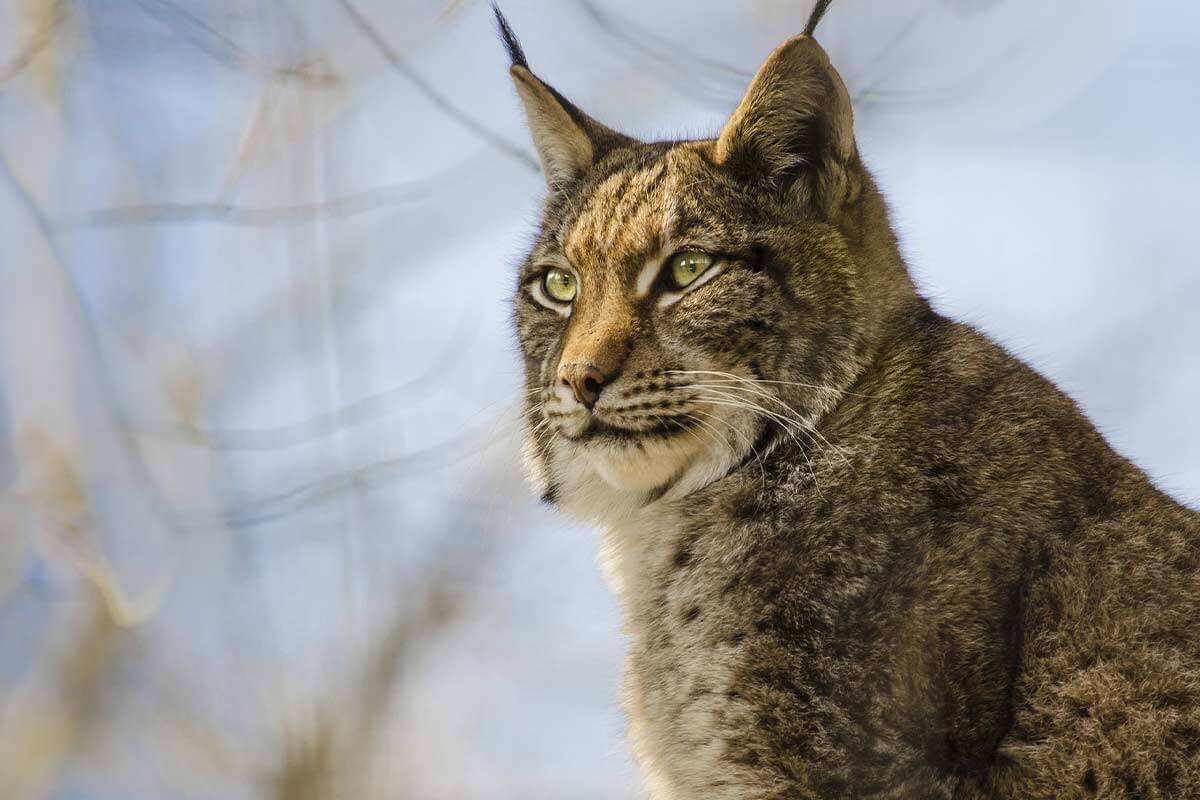Wildkatze als Haustier: Infos zur Haltung von Luchs, Puma & Co.