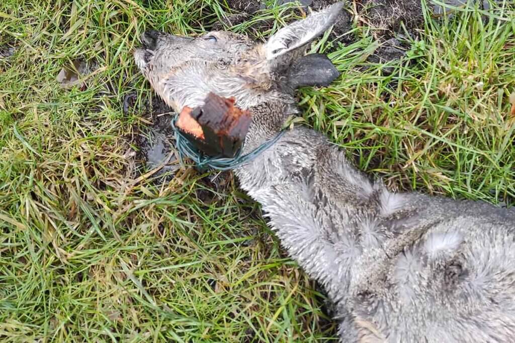 Totes Rehkitz an Pflock gebunden und als Köder missbraucht