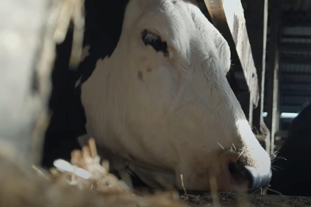 Film „Cow“: So lebt die Kuh Luma in der Milchindustrie