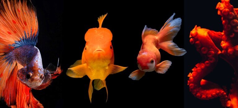 Meerestiere: Welche Tiere leben in Tiefsee & Co.? | PETA