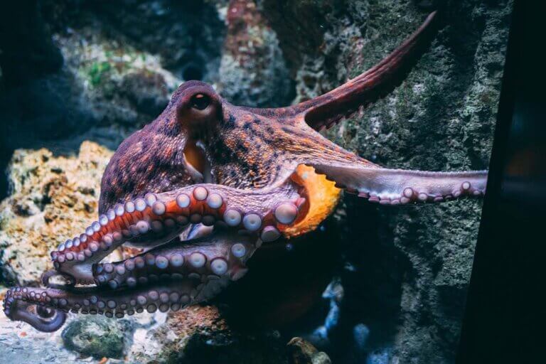 Der Oktopus – 11 faszinierende Fakten über Kraken | PETA