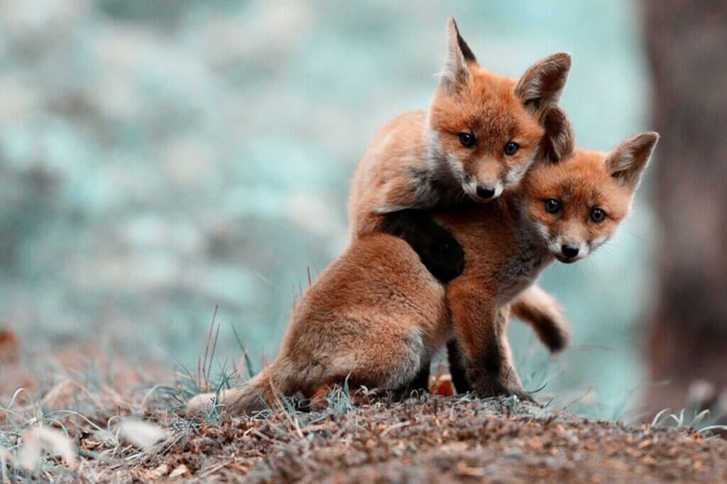 Tierkinder im Frühling: Wann benötigen Jungtiere Hilfe?