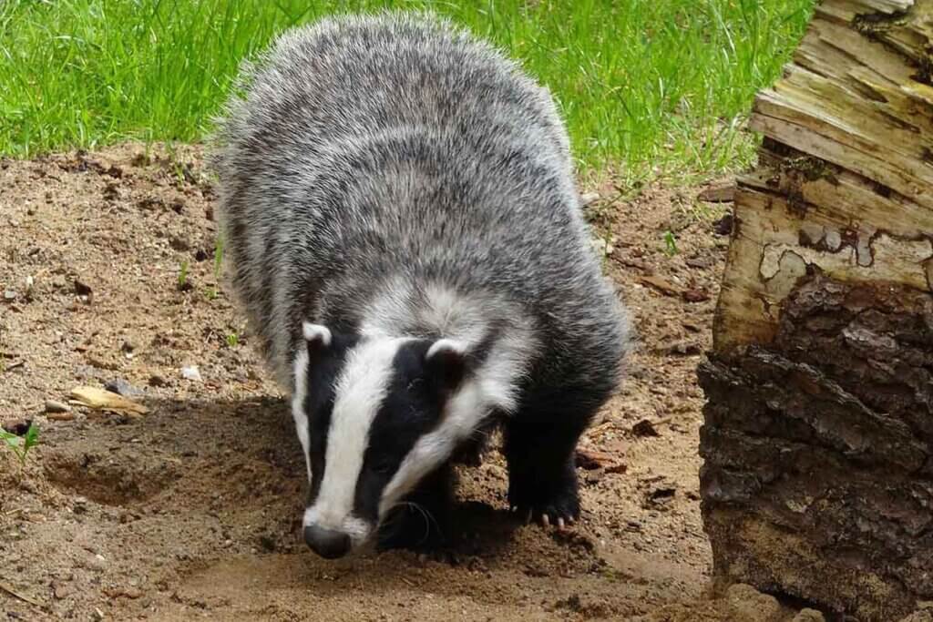 Der Dachs – 11 faszinierende Fakten über Dachse | PETA