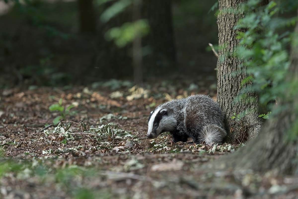 Der Dachs – 11 faszinierende Fakten über Dachse | PETA