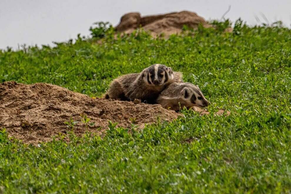 Der Dachs – 11 faszinierende Fakten über Dachse | PETA