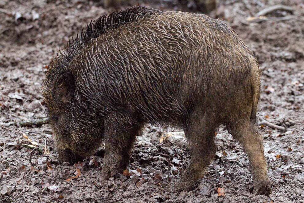 Das Wildschwein – 10 faszinierende Fakten über Wildschweine