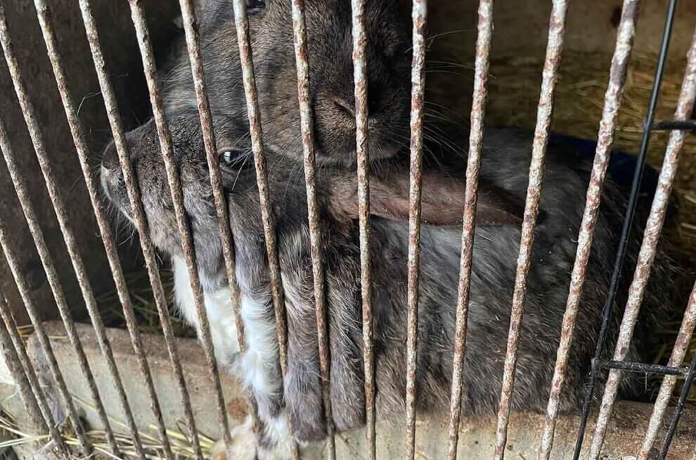 Tierquälerei Archives - PETA Deutschland e.V.