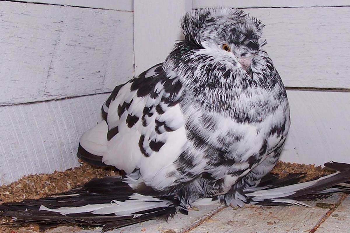 Taubenrassen: Diese „Rassetauben" sind Qualzuchten