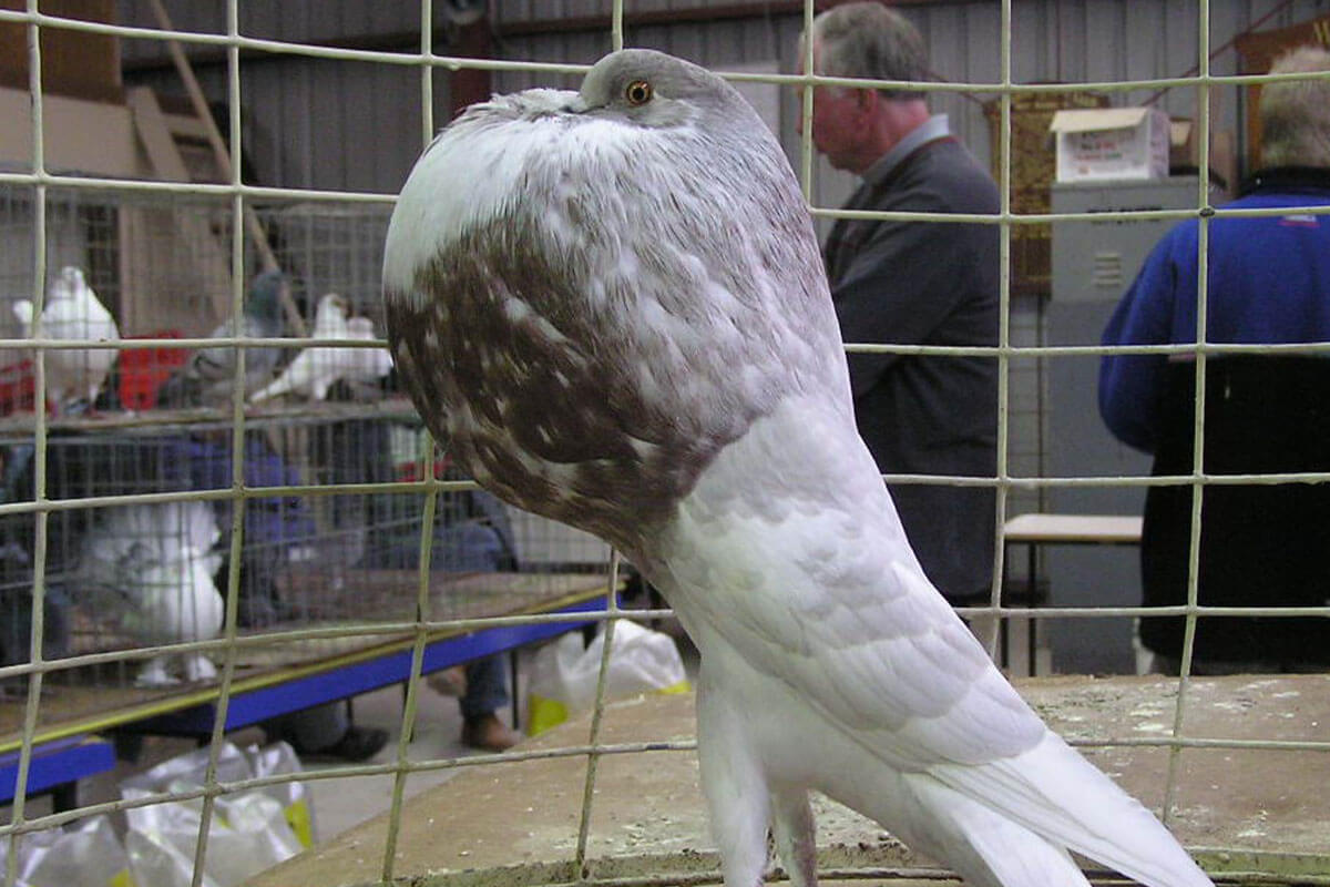 Taubenrassen: Diese „Rassetauben" sind Qualzuchten