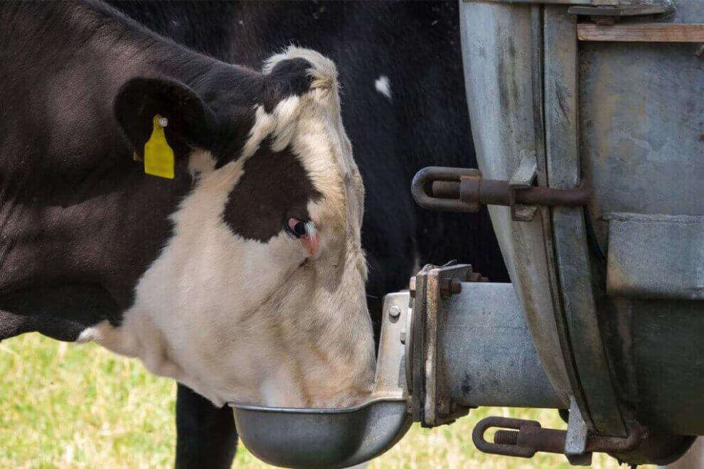 Wasserverbrauch für Fleisch: Wie hoch ist er wirklich?