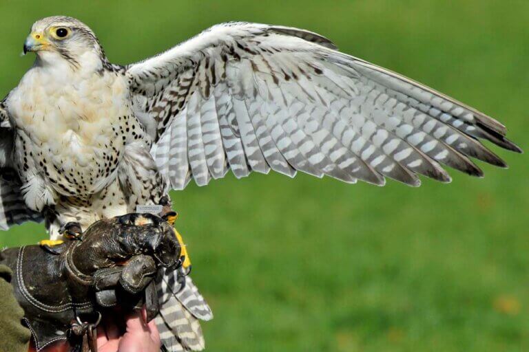 Taubenabwehr: Tauben sterben durch Spikes, Netze & Co.