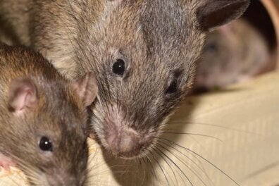 Ratten als Haustiere: Alle Tipps zur artgerechten Rattenhaltung