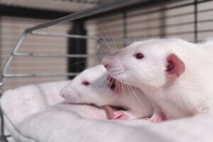 Ratten als Haustiere: Alle Tipps zur artgerechten Rattenhaltung