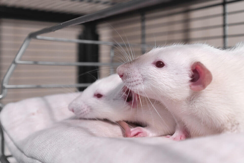 Ratten als Haustiere: Alle Tipps zur artgerechten Rattenhaltung