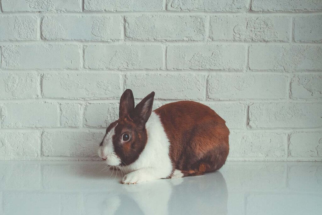 Taubennest auf dem Balkon – entfernen oder nicht?