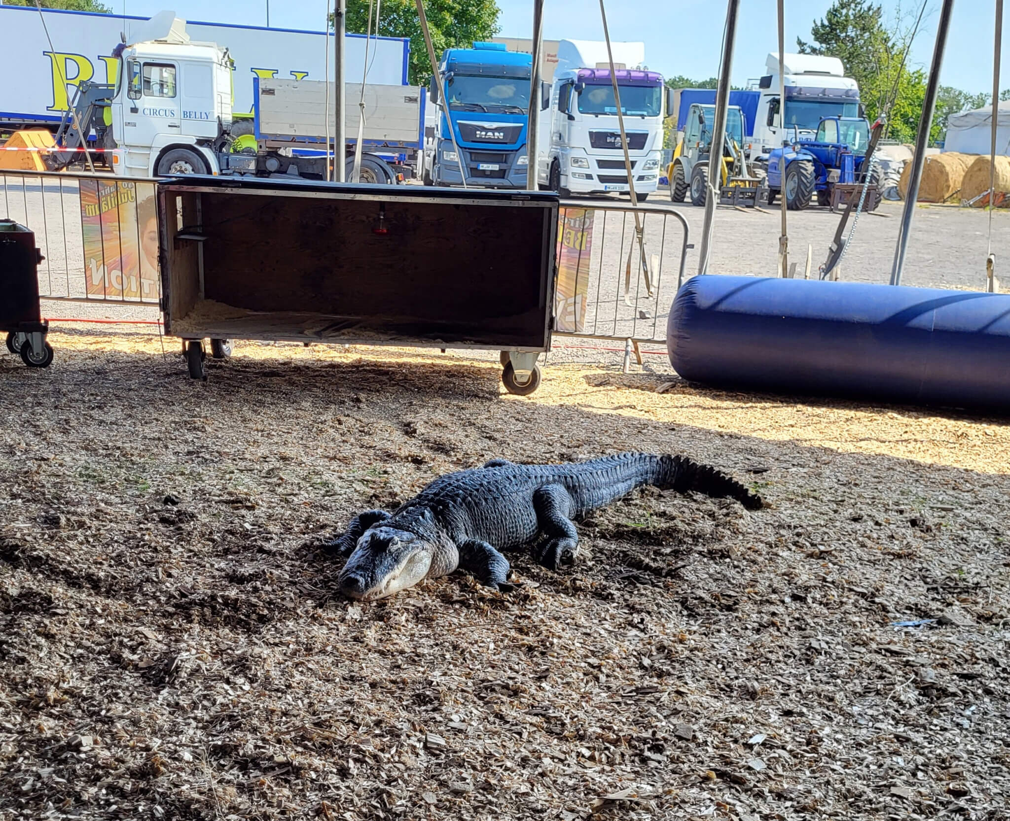 Circus Belly in Seevetal: PETA appelliert an Zirkusverantwortliche ...