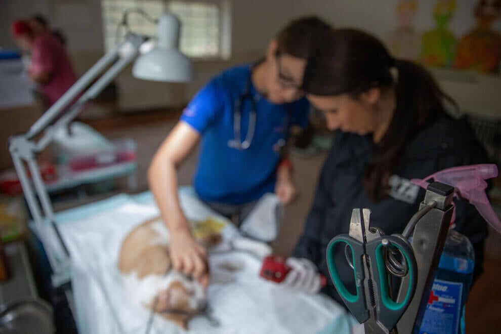 Fall von Animal Hoarding: PETA HELPS ROMANIA rettet Katzen