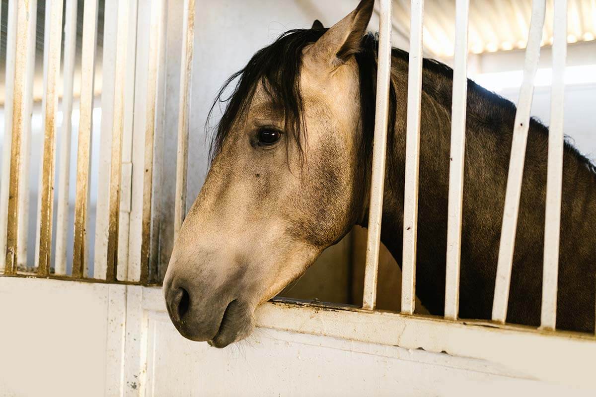 Pferdesprache: So erkennen Sie Stress und Schmerzen
