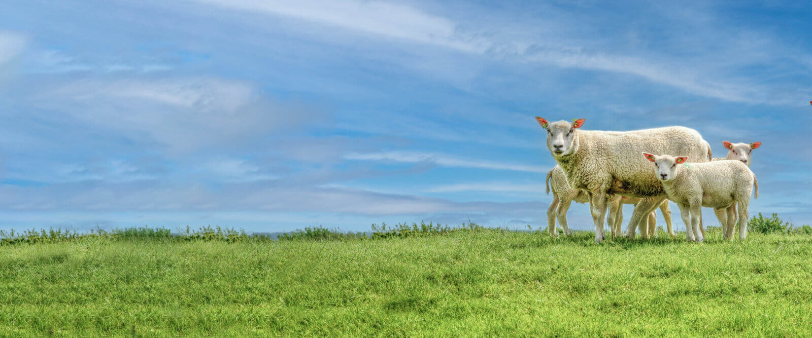 „VEGAN WOOL CHALLENGE“ von PETA USA