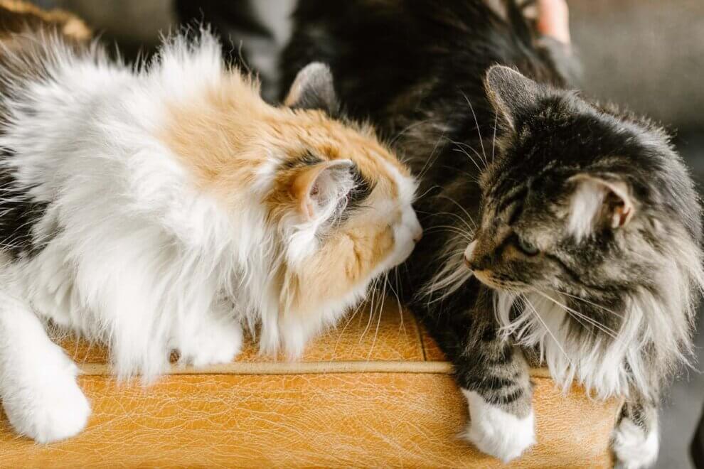 Katzen zusammenführen: So gewöhnen Sie Katzen aneinander