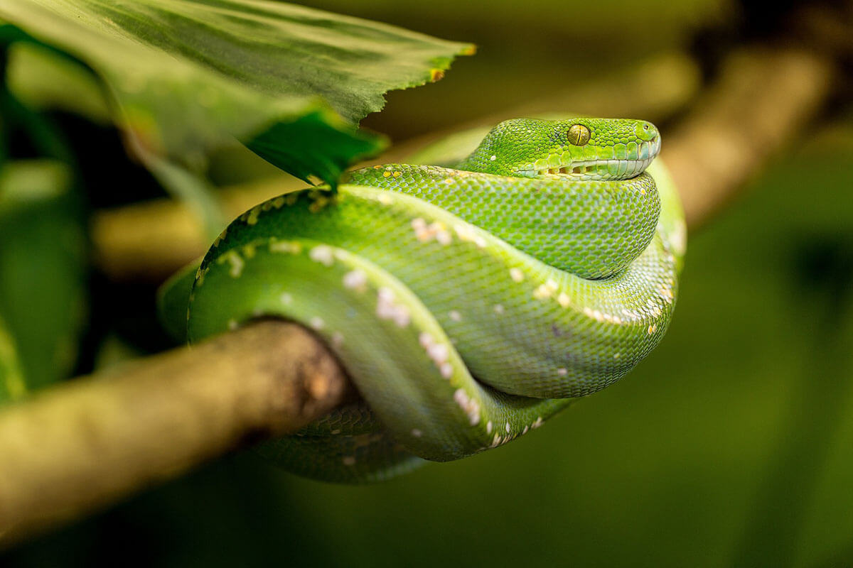 Exotische Haustiere: 10 Tierarten, die Sie niemals kaufen sollten