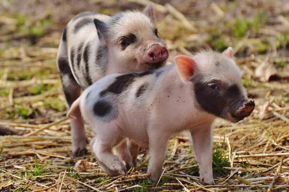 Minischwein: Darum sollten Sie kein Teacup-Schwein kaufen