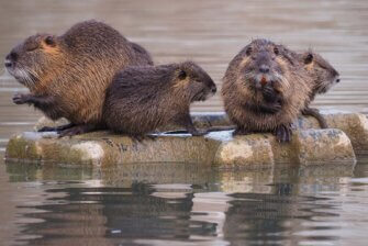 Die Nutria – 9 faszinierende Fakten über Nutrias | PETA