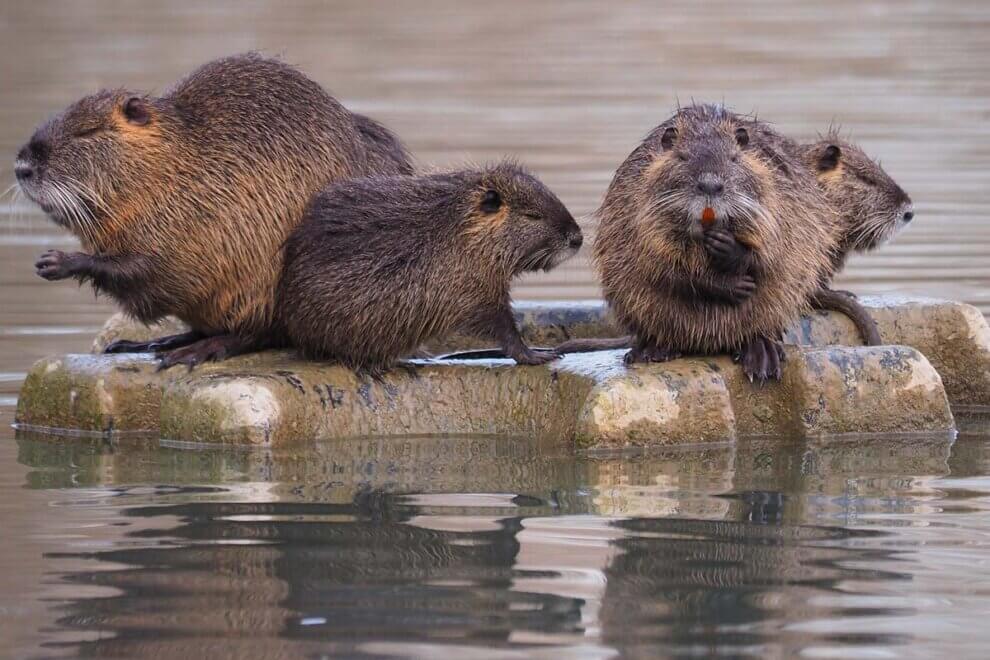 Die Nutria – 9 faszinierende Fakten über Nutrias | PETA