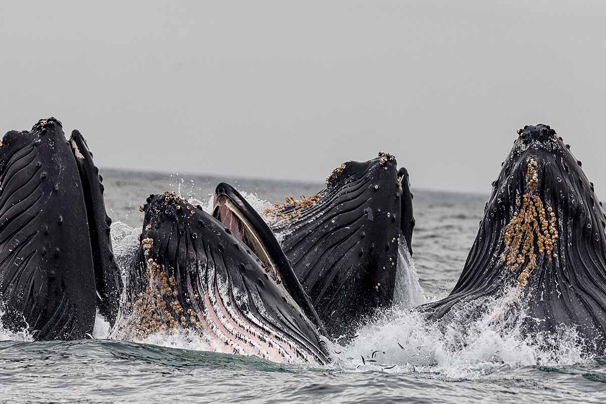 Der Wal – 11 faszinierende Fakten über Blauwal, Beluga & Co.