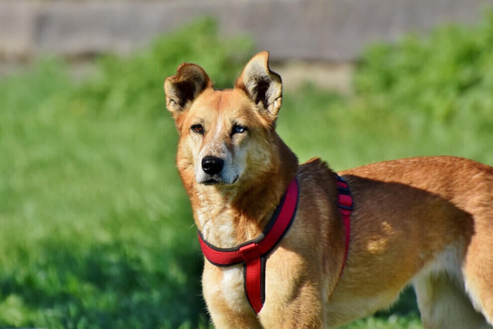 Der Hund – 10 faszinierende Fakten über Hunde | PETA