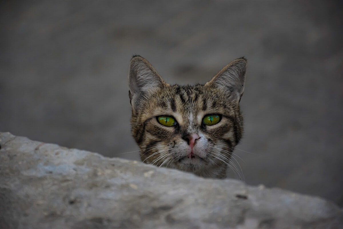 Die Katze – 10 faszinierende Fakten über Katzen | PETA