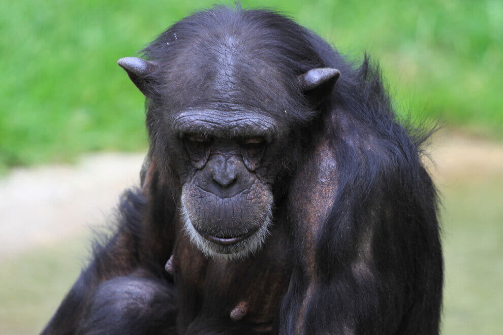 Affen im Zoo: So leiden die intelligenten Tiere in Zoos und Co.