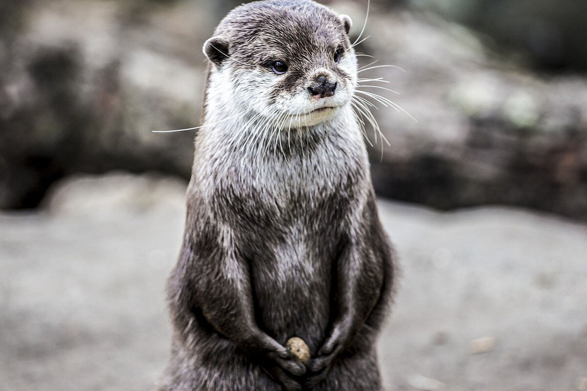 Der Otter 8 Faszinierende Fakten ber Otter Der Otter 8 Faszinierende Fakten ber Otter