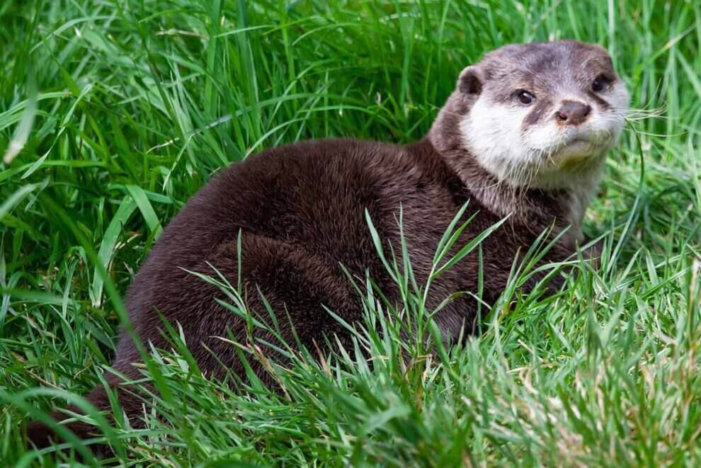 Der Otter 8 Faszinierende Fakten ber Otter Der Otter 8 Faszinierende Fakten ber Otter