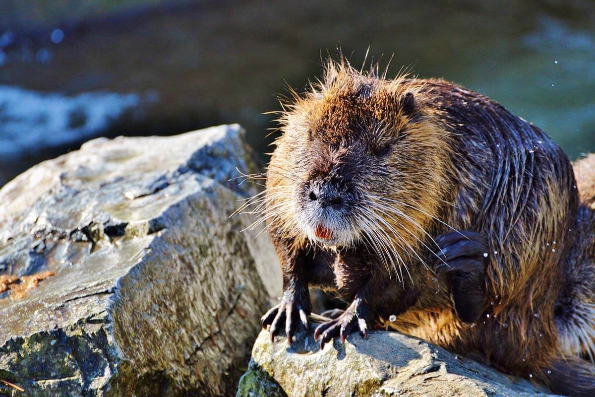 Nutria essen: Jagd und Verzehr der Tiere bedeuten Tierleid