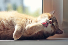 Urlaub mit Katze: Kann man mit einer Katze in den Urlaub?