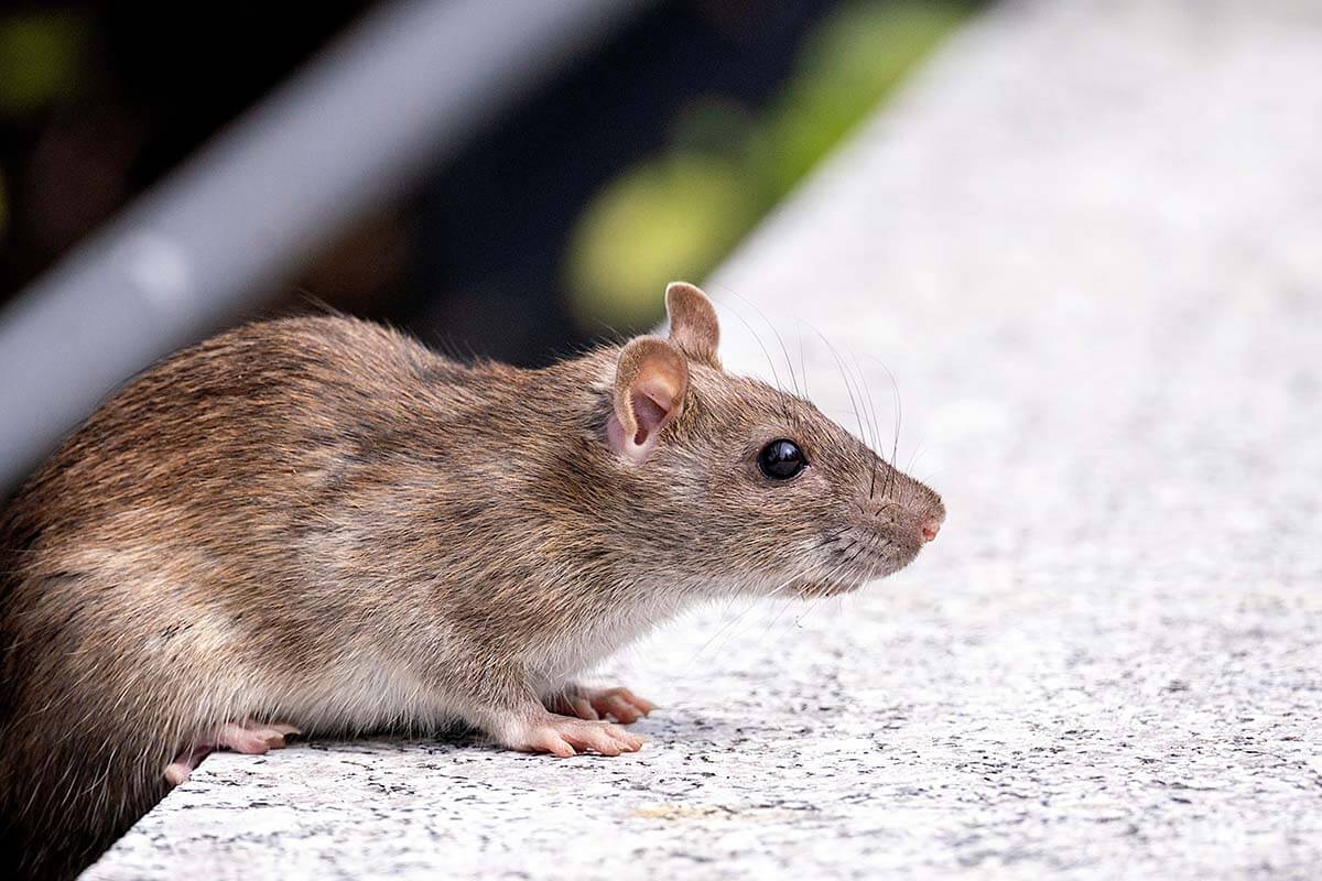 Die Ratte: 9 faszinierende Fakten über Ratten