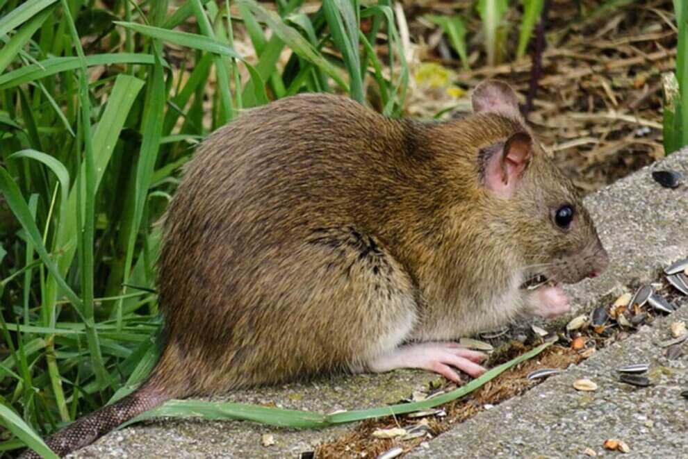 Die Ratte: 9 faszinierende Fakten über Ratten