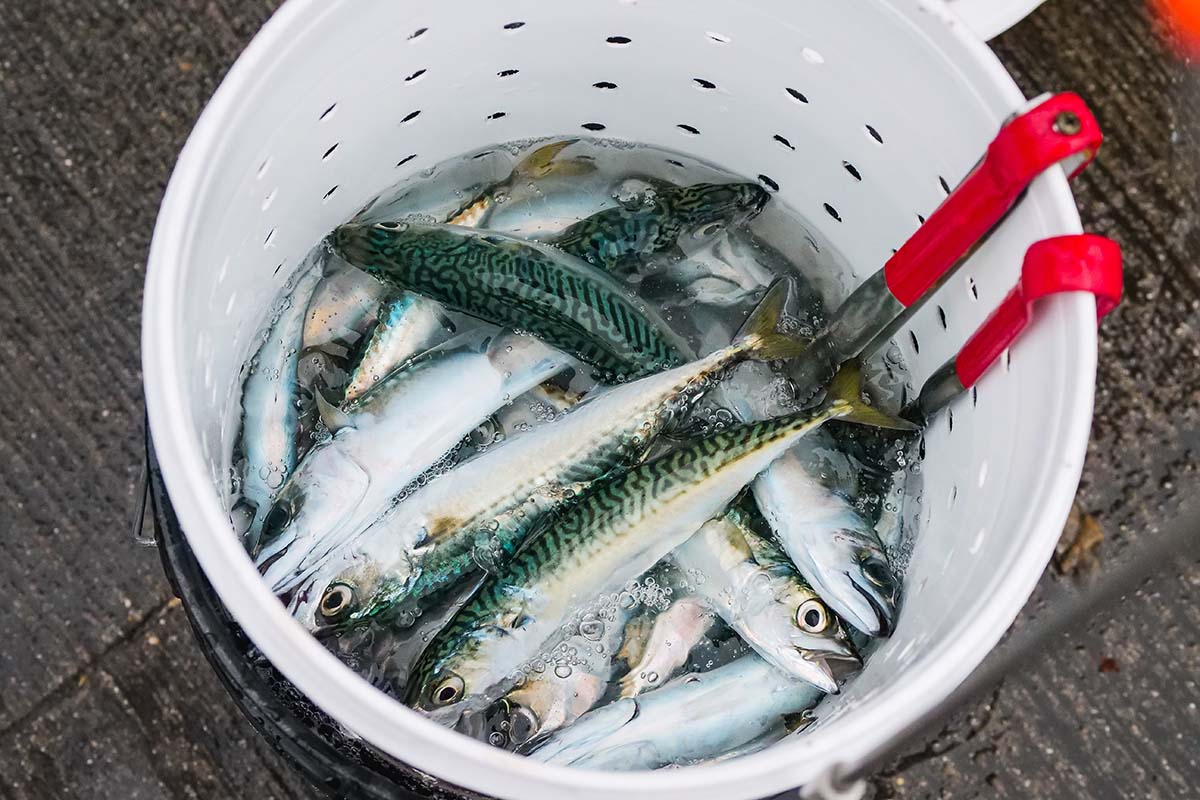 „Fish Amnesty Day“ am 23. September: Fische sind kein Essen
